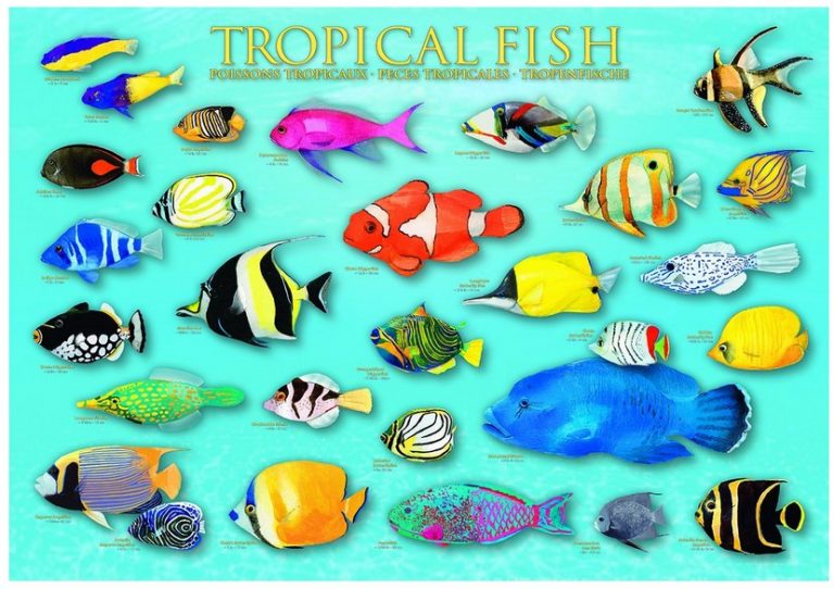 Puzzle Poissons Tropicaux 1000 pièces Eurographics